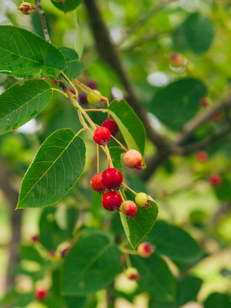 Amelanchier lamarckii - Tandee & Van den Berk Nurseries