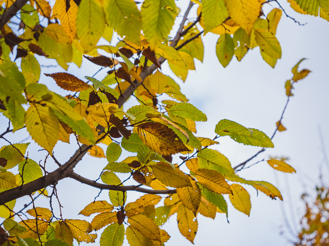 pleached trees Archives - Tandee & Van den Berk Nurseries