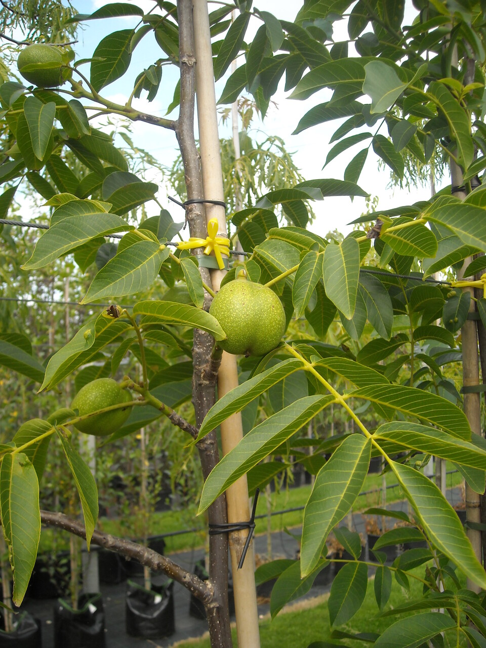Juglans regia 'Buccaneer' - Tandee & Van den Berk Nurseries