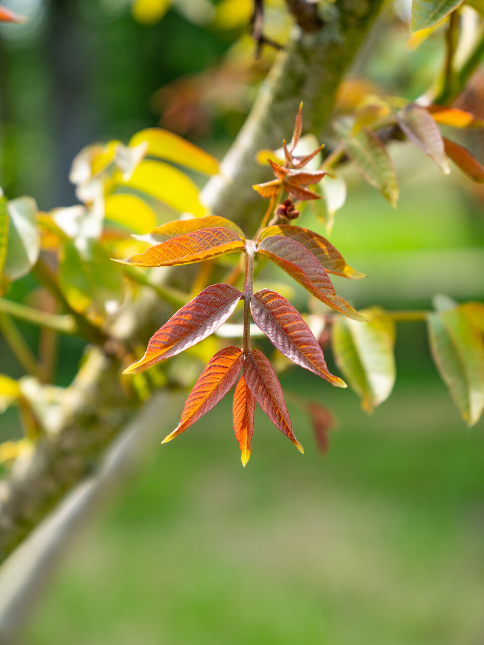 Juglans regia - Tandee & Van den Berk Nurseries