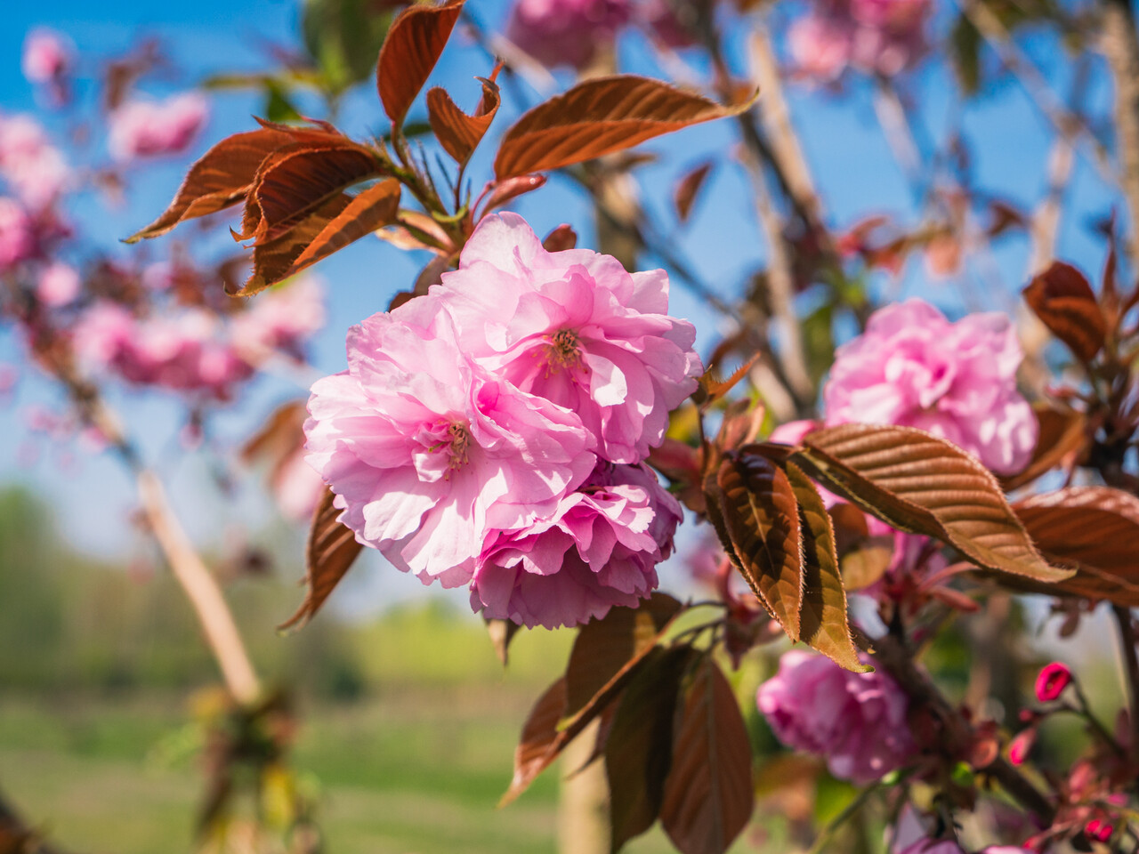 Prunus serrulata 'Kanzan' - Tandee & Van den Berk Nurseries