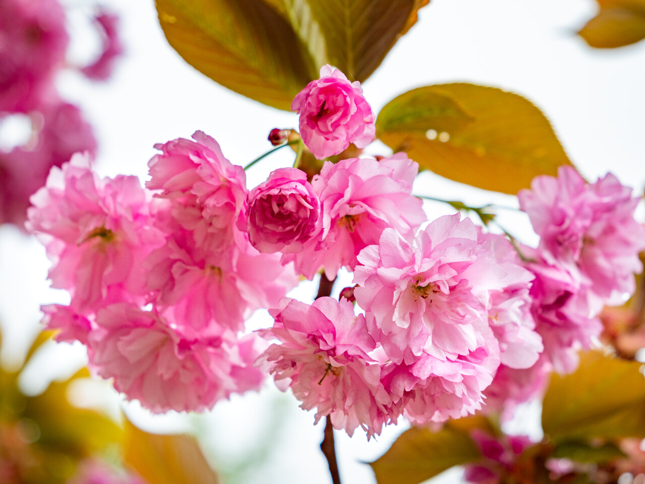 Prunus serrulata 'Kanzan' - Tandee & Van den Berk Nurseries