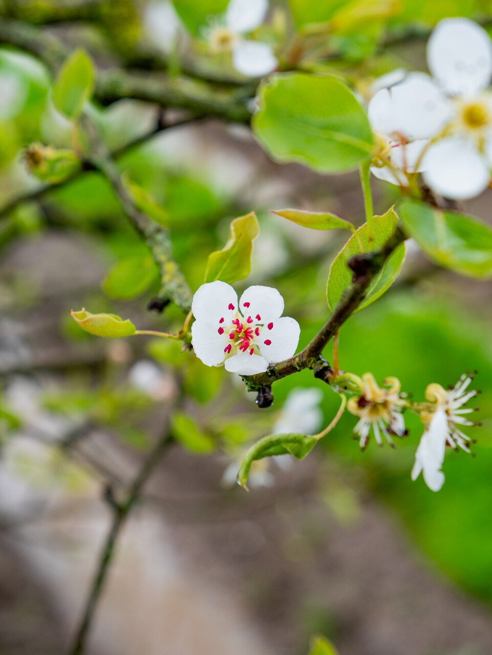 Pyrus c. 'Beurré Hardy' - Tandee & Van den Berk Nurseries