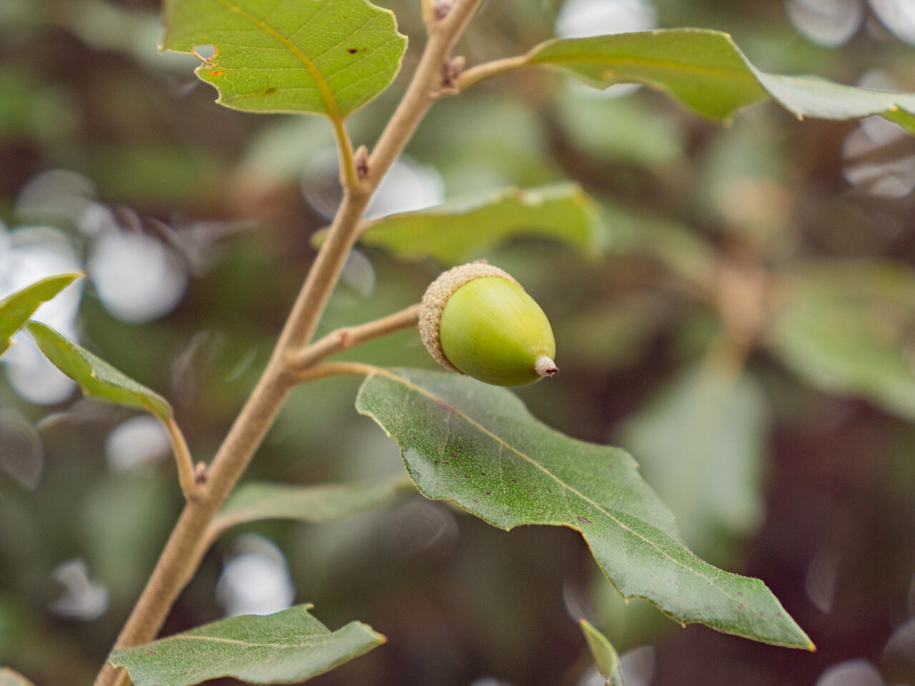 Quercus ilex - Tandee & Van den Berk Nurseries