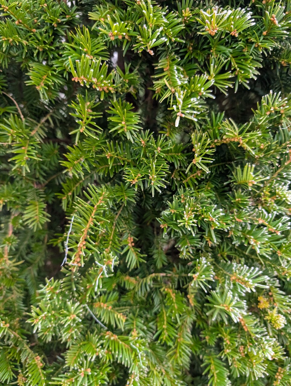 Taxus baccata - Tandee & Van den Berk Nurseries