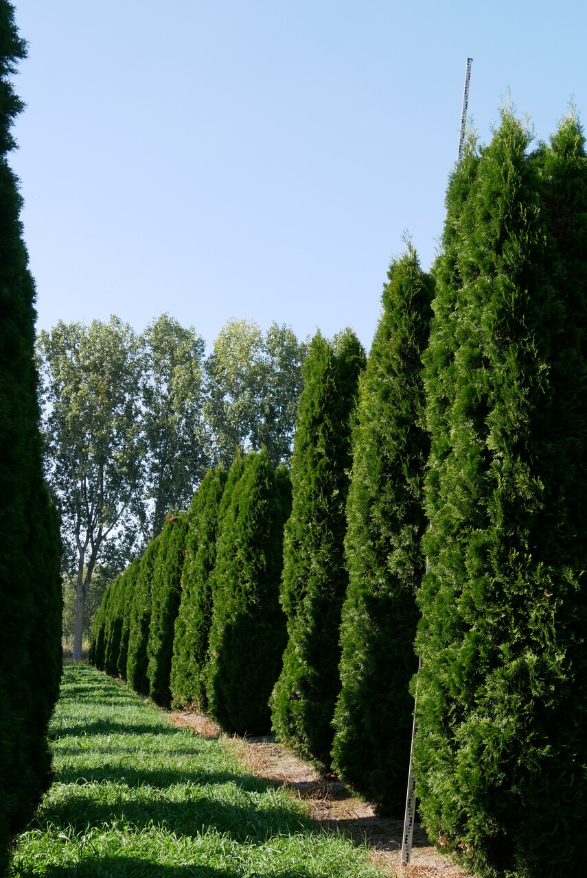 Hedges Archives - Tandee & Van den Berk Nurseries